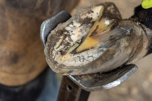 White Line Disease in Horses: An Overview - Horse Illustrated