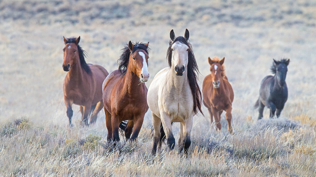 Wild Mustang Photography
