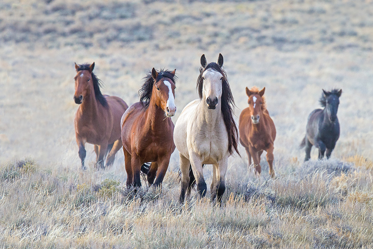 Wild Horses In The World Casper Wild Horses Horses Animals Wild Horses In The World Casper Wild Horses Horses Animals