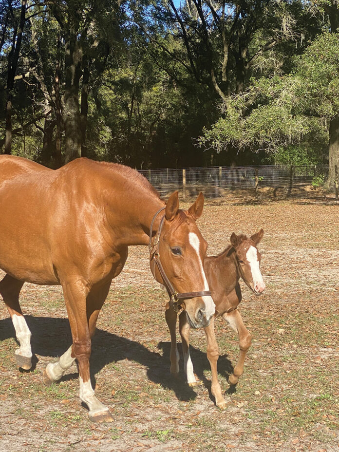 How the Nurse Mare Industry is Changing for the Better
