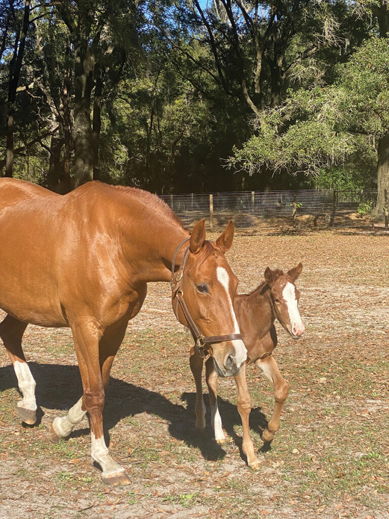 How the Nurse Mare Industry is Changing for the Better