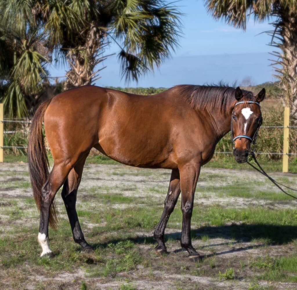 ASPCA Right Horse Adoptable Horse of the Week: Halo