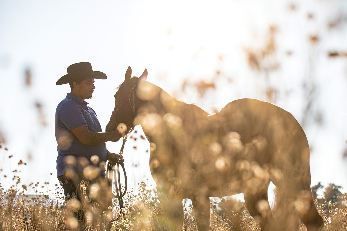 Adopting a Companion Horse - Horse Illustrated