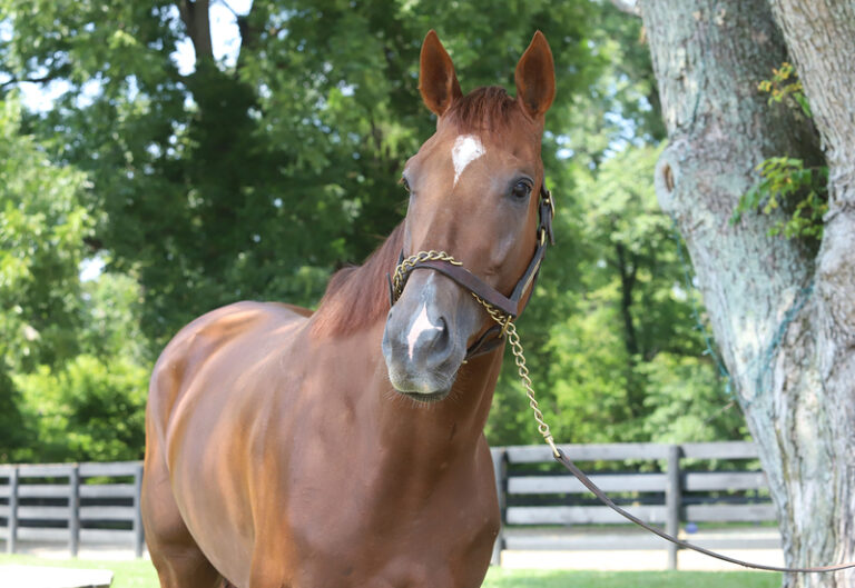 Build a Riding Arena at Home - Horse Illustrated