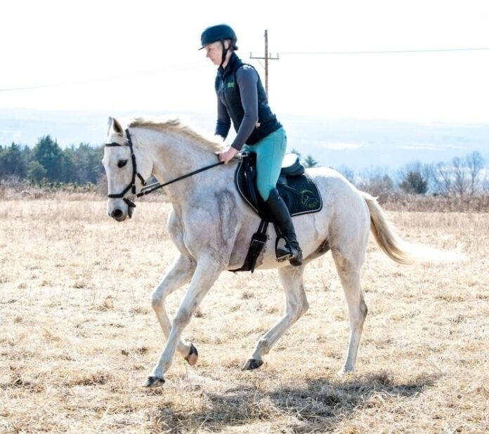 ASPCA Right Horse Adoptable Horse of the Week: Rook