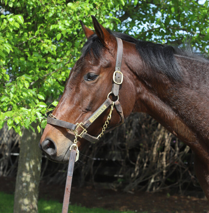 ASPCA Right Horse Adoptable Horse of the Week: Catipari