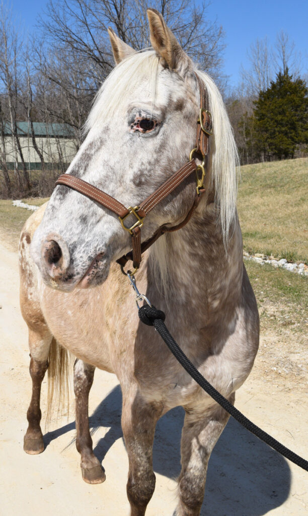 ASPCA Right Horse Adoptable Horse of the Week: Corazon