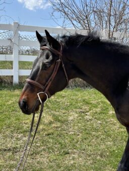 ASPCA Adoptable Horse of the Week: Disney - Horse Illustrated