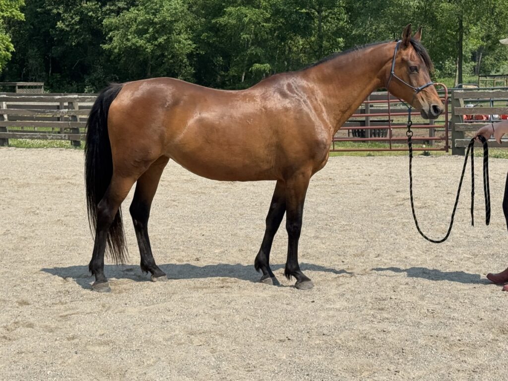 ASPCA Right Horse Adoptable Horse of the Week: Fancy