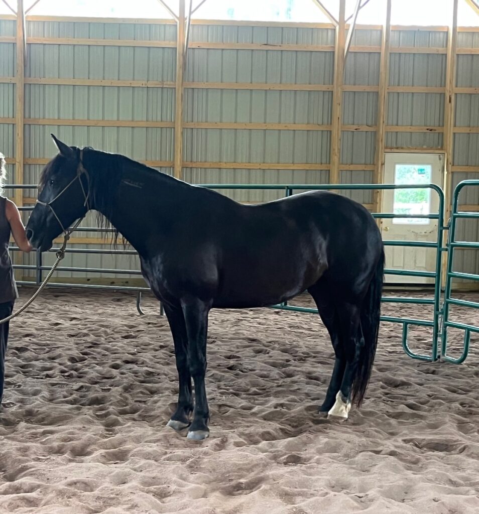 ASPCA Right Horse Adoptable Horse of the Week: Frey