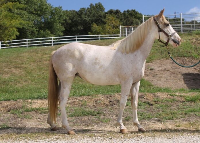 ASPCA Right Horse Adoptable Horse of the Week: Hali
