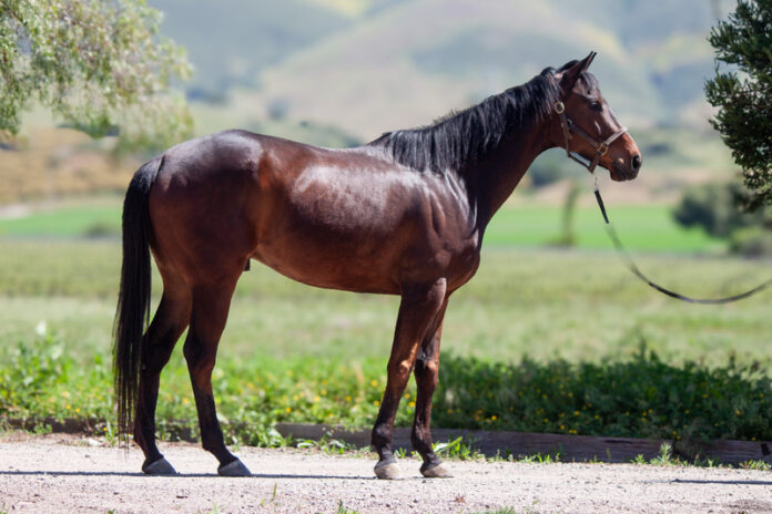 ASPCA Right Horse Adoptable Horse of the Week: Hercules