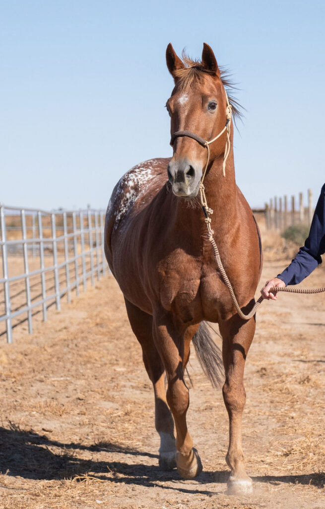 ASPCA Right Horse Adoptable Horse of the Week: Perfectly Peppy