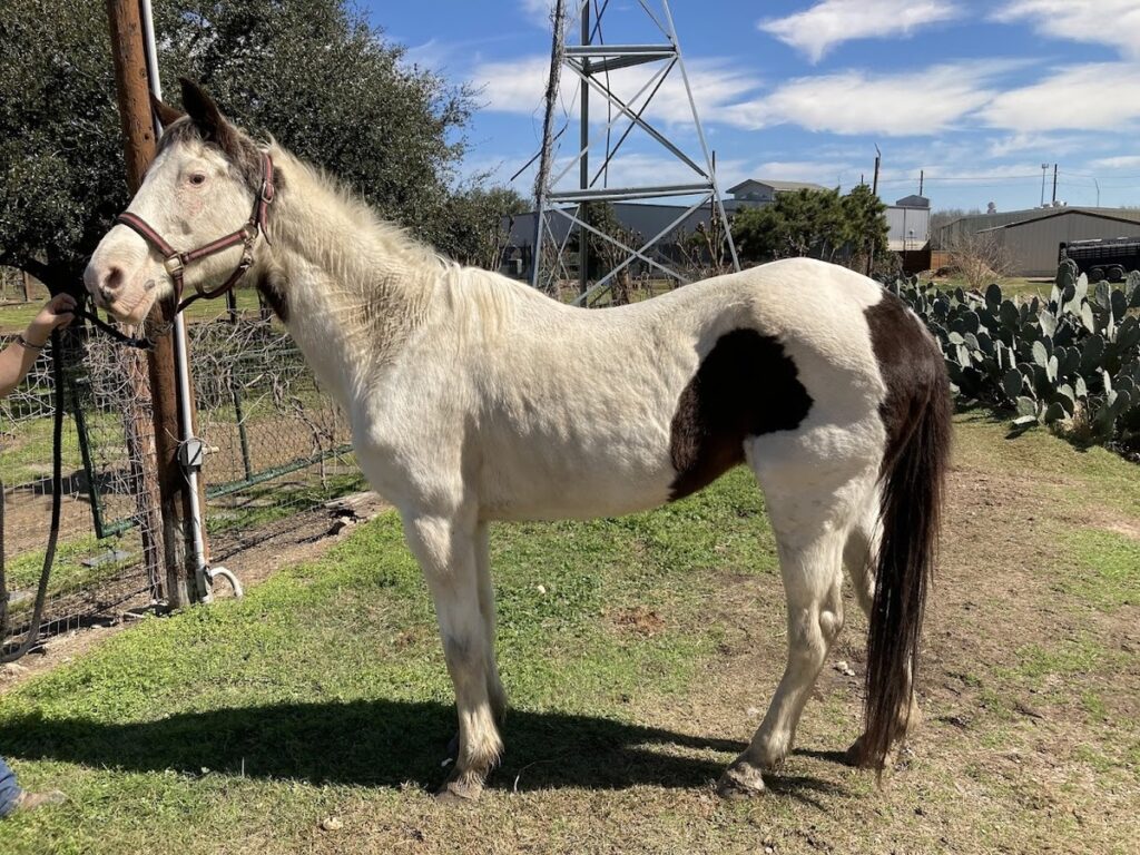 ASPCA Right Horse Adoptable Horse of the Week: Rolo