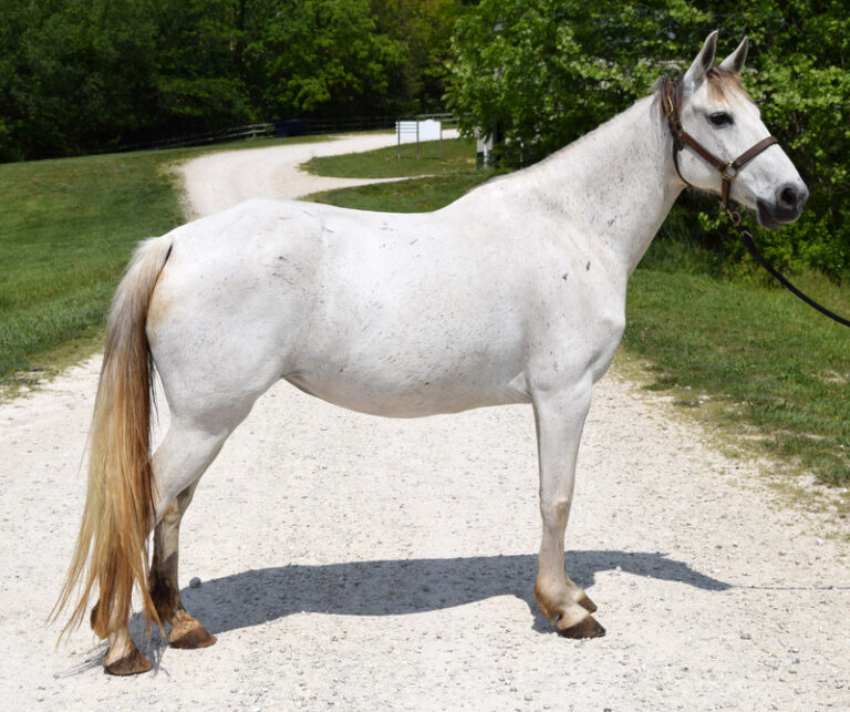 ASPCA Right Horse Adoptable Horse of the Week: Rose