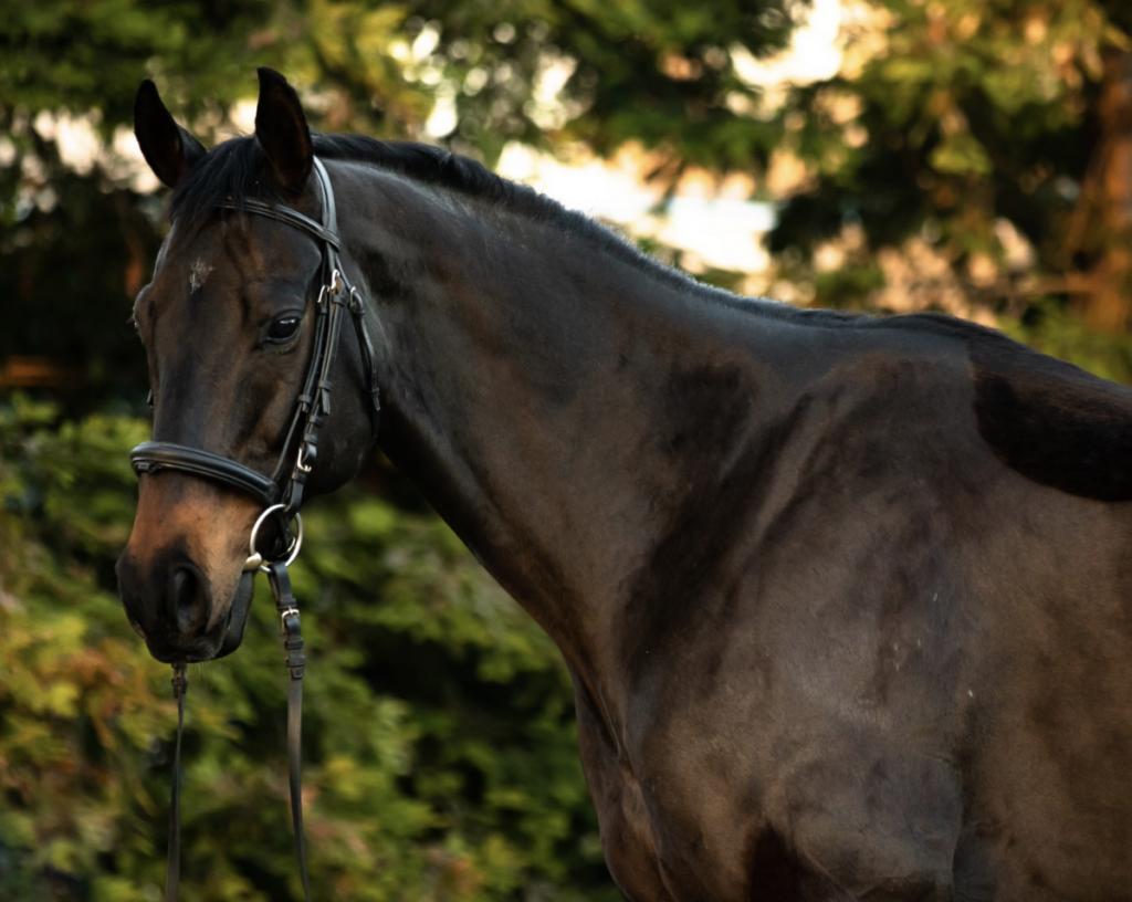 ASPCA Right Horse Adoptable Horse of the Week: Sunset Dragunn