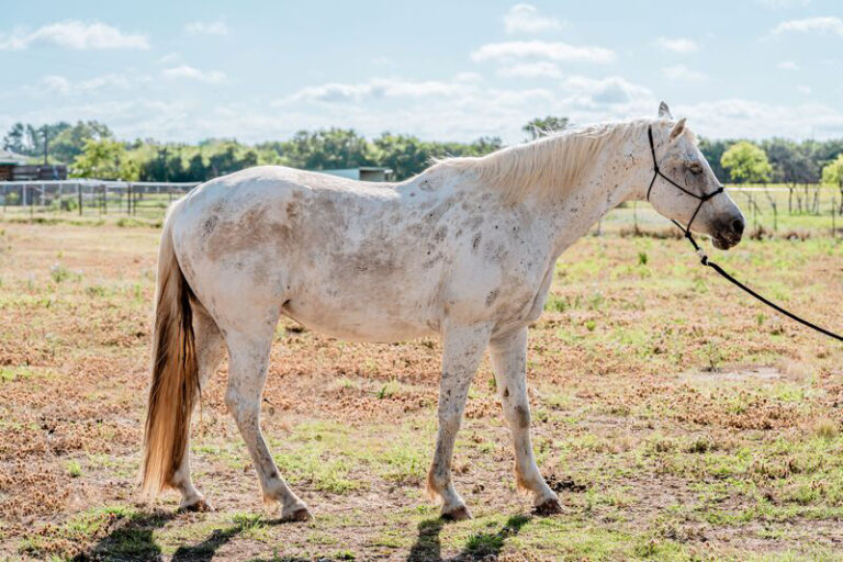 ASPCA Adoptable Horse of the Week: Takoda - Horse Illustrated
