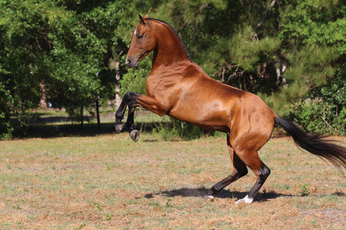 Akhal-Teke: A Rare Horse Breed - Horse Illustrated
