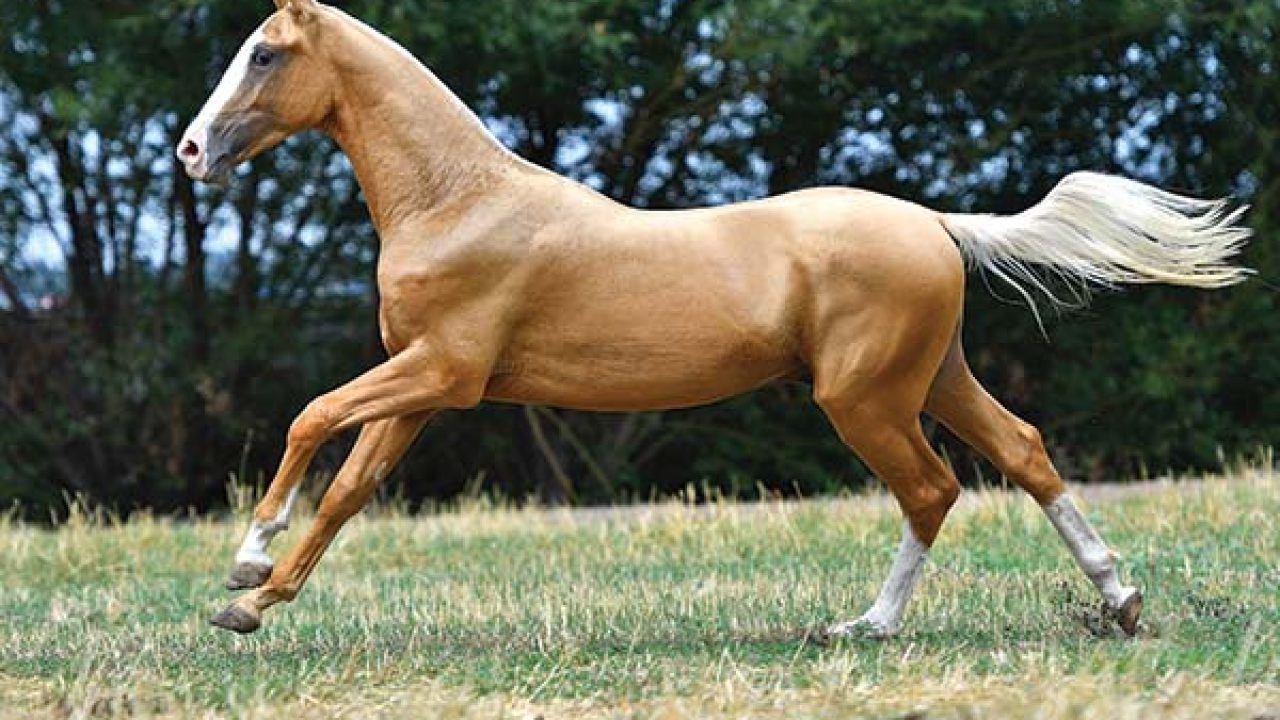 Akhal Teke Chestnut