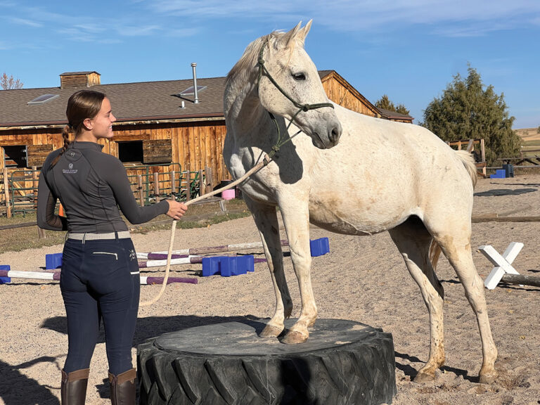 Colorado State University's Adoptable Horse Program