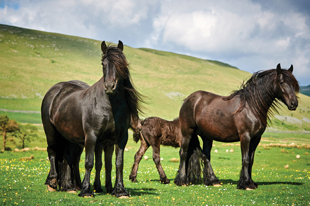 Fell Ponies: More Than 100 Years of History - Horse Illustrated