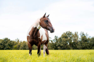 100+ Best Female Horse Names for Your Mare or Filly