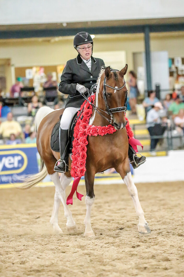 Breed Portrait: The Half-Arabian - Horse Illustrated