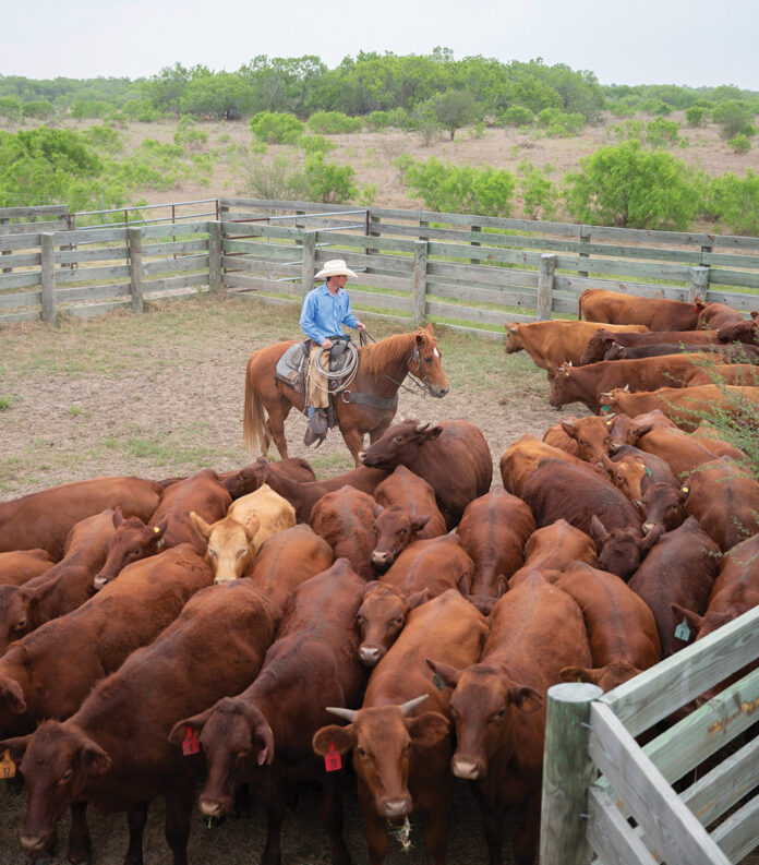 The Quarter Horse's Ranch Roots - Horse Illustrated