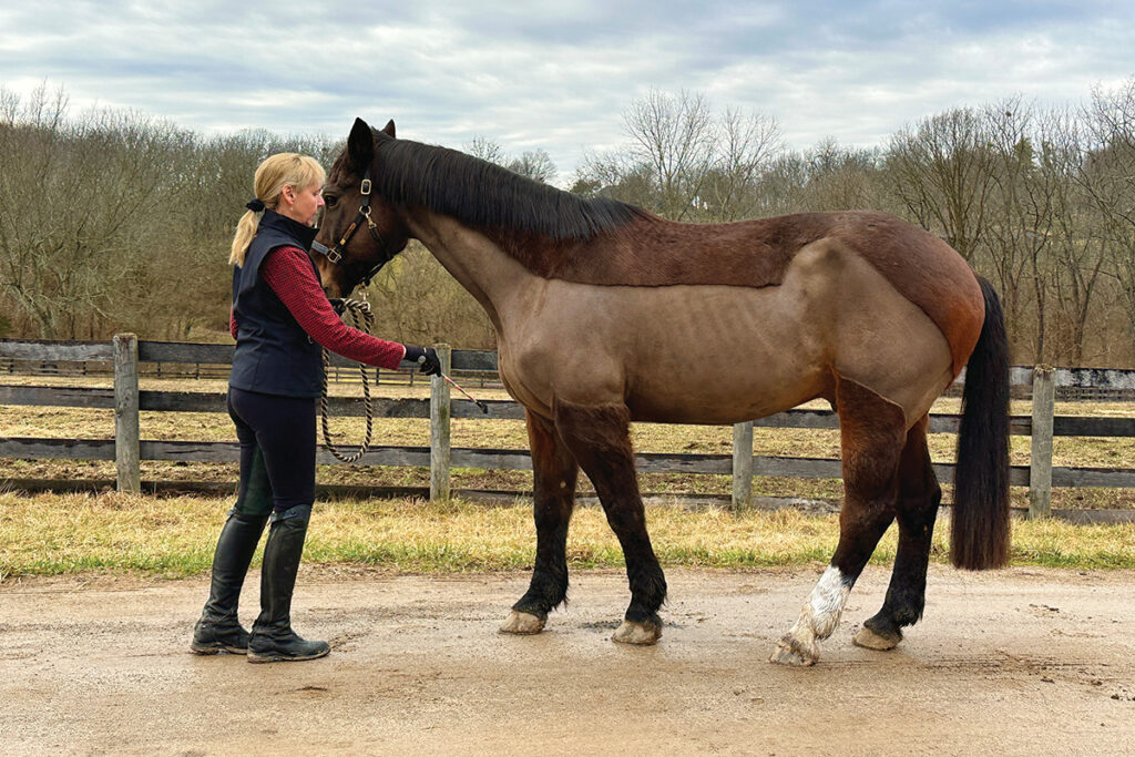 Backing Up Your Horse in Hand - Horse Illustrated
