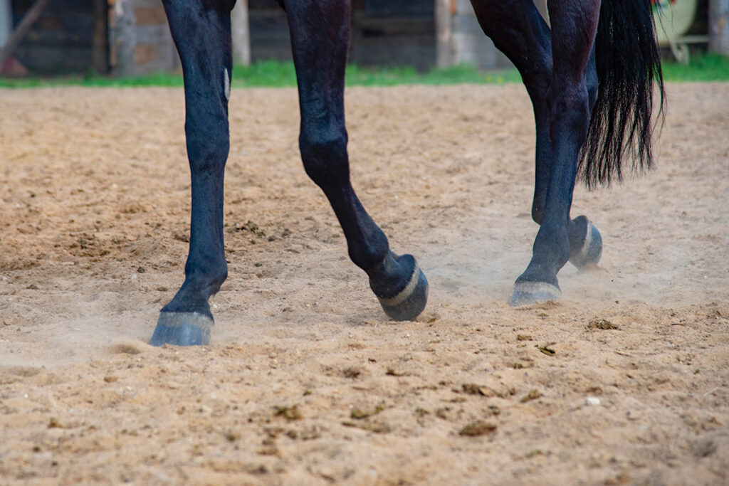 Keeping Your Horse Barefoot - Horse Illustrated