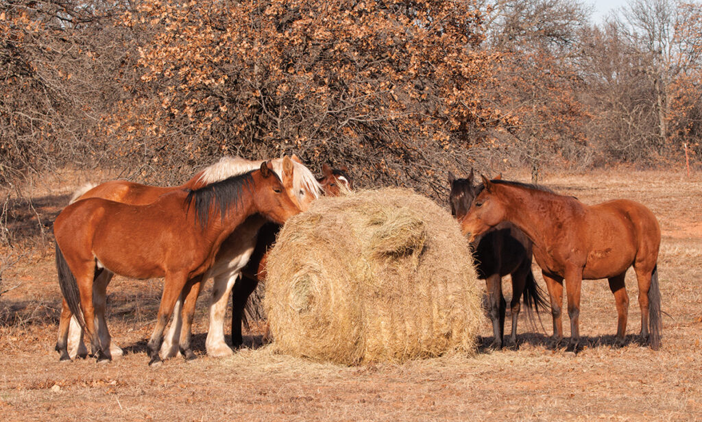 Botulism in Horses - Horse Illustrated