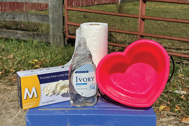 How to Clean a Horse's Sheath - Horse Illustrated