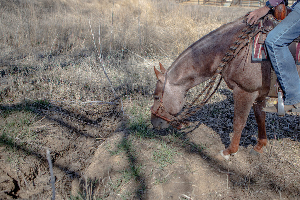 Teach Your Horse to Cross a Ditch - Horse Illustrated