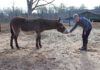 DIY Barn Hacks - Horse Illustrated