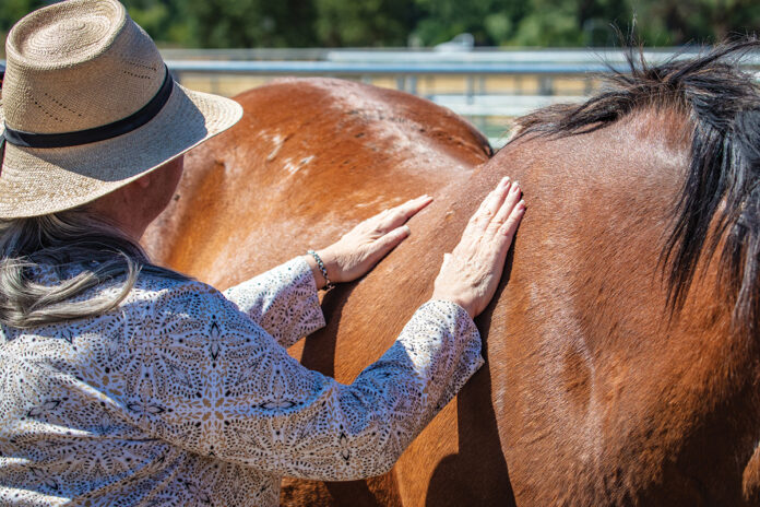 How Equine-Assisted Therapy Can Help Alzheimer's Disease