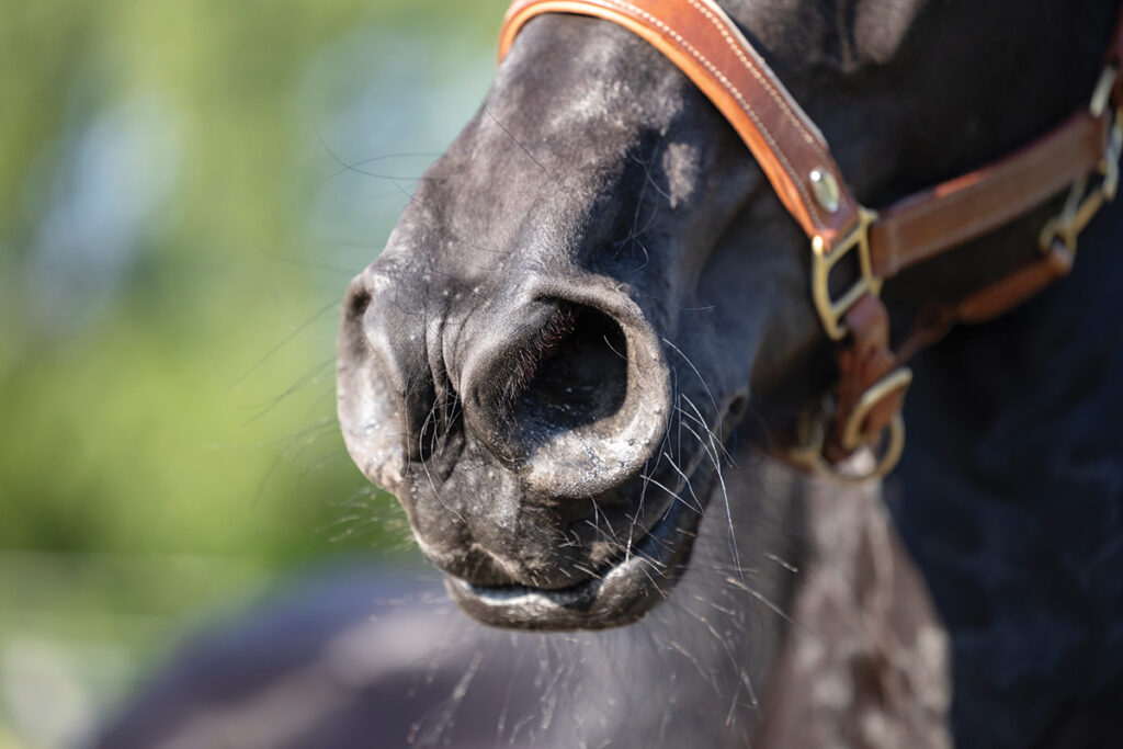What is Equine Asthma? - Horse Illustrated