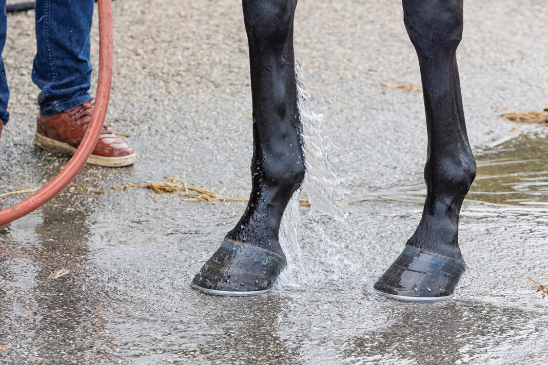 Treatment of Equine Tendon Injuries - Horse Illustrated