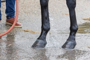 Treatment of Equine Tendon Injuries - Horse Illustrated