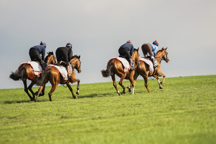 Gearing Up for Galloping - Horse Illustrated