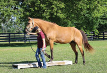 Everything You Need to Know About Saddle Fitting - Horse Illustrated