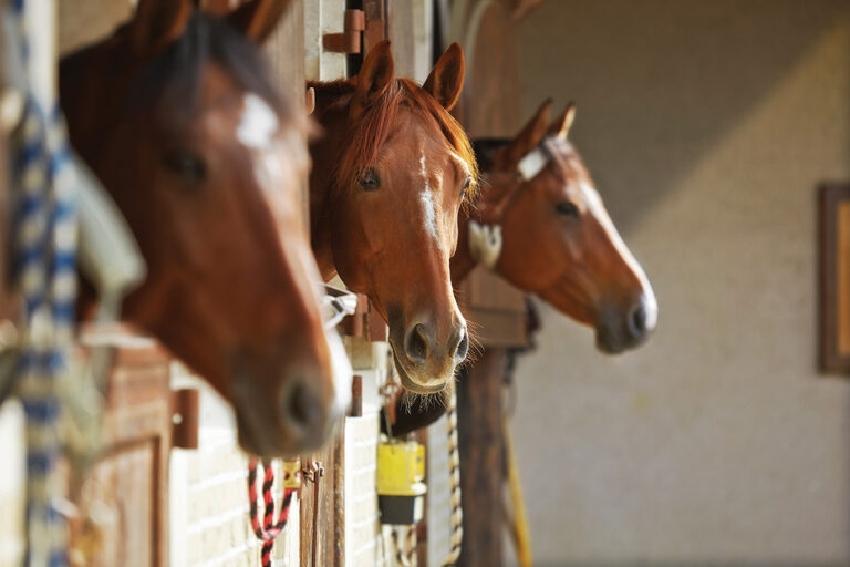 Cribbing Solutions - Horse Illustrated