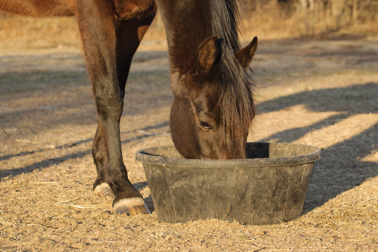 Treatment and Recovery of Founder in Horses - Horse Illustrated