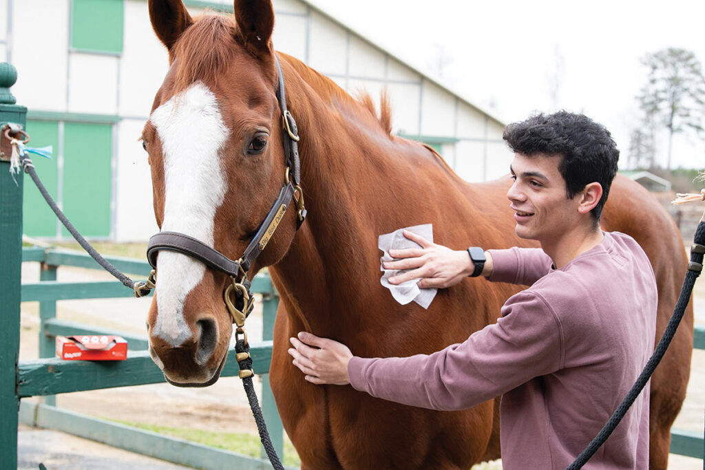 10 Horse Grooming Hacks - Horse Illustrated