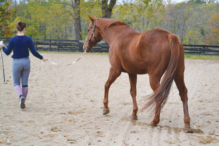 Five Groundwork Exercises for Your Horse - Horse Illustrated