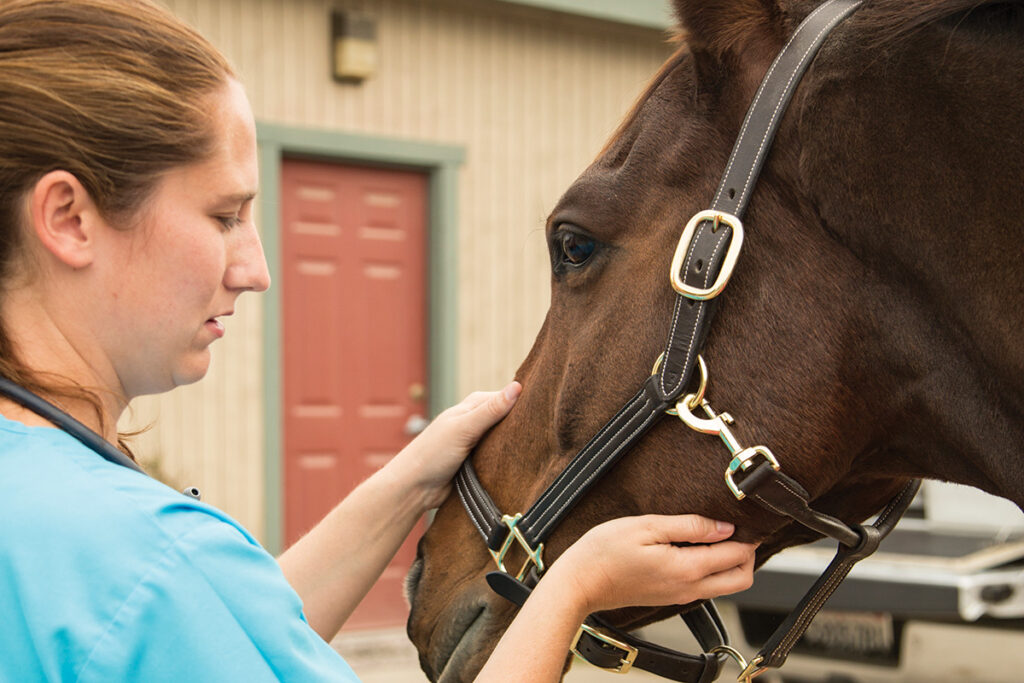 Horse Health Checklist - Horse Illustrated