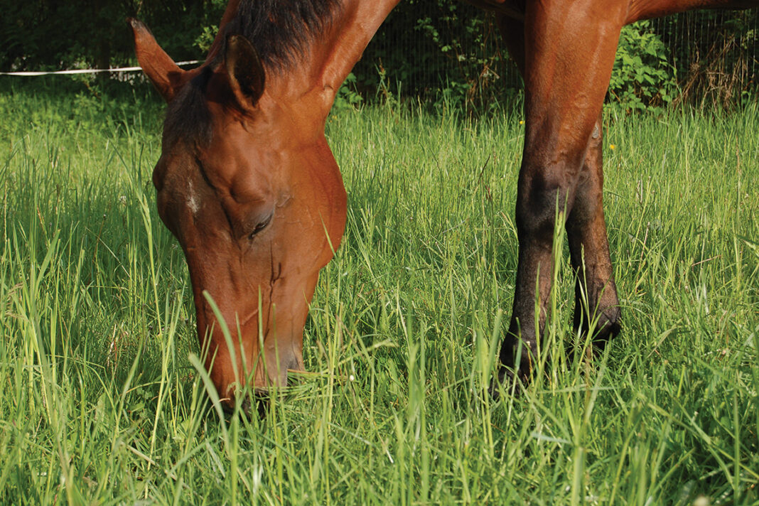 Horse Pasture Management: An Overview - Horse Illustrated