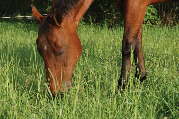 Horse Pasture Management: An Overview - Horse Illustrated