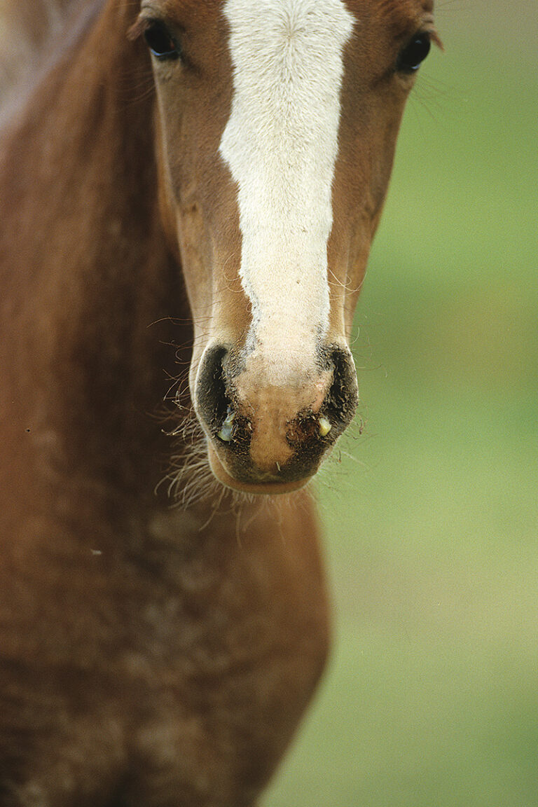 An Overview of Strangles in Horses - Horse Illustrated