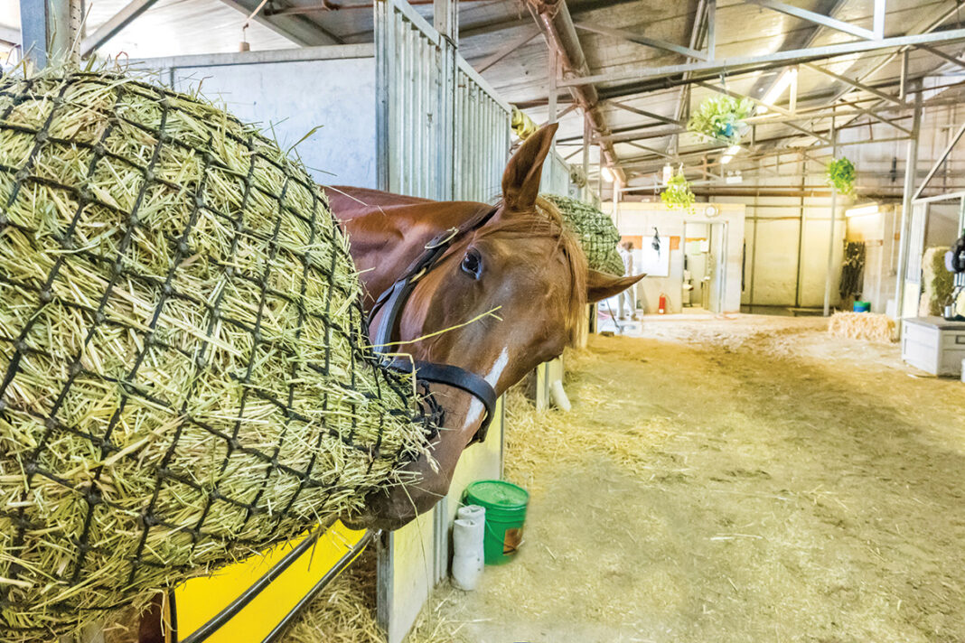 8 Causes of Stress in Horses - Horse Illustrated