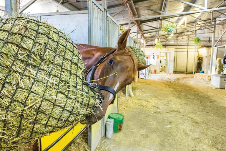 8 Causes of Stress in Horses - Horse Illustrated